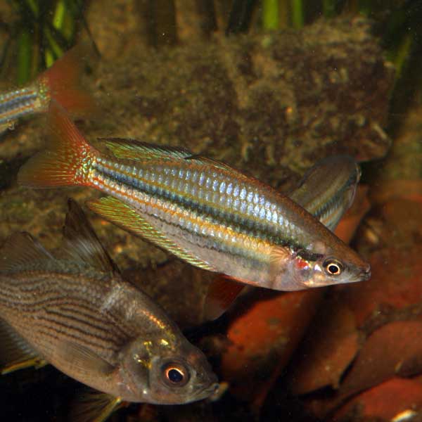 AQUAGREEN Fact Sheet