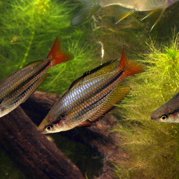 AQUAGREEN Fact Sheet