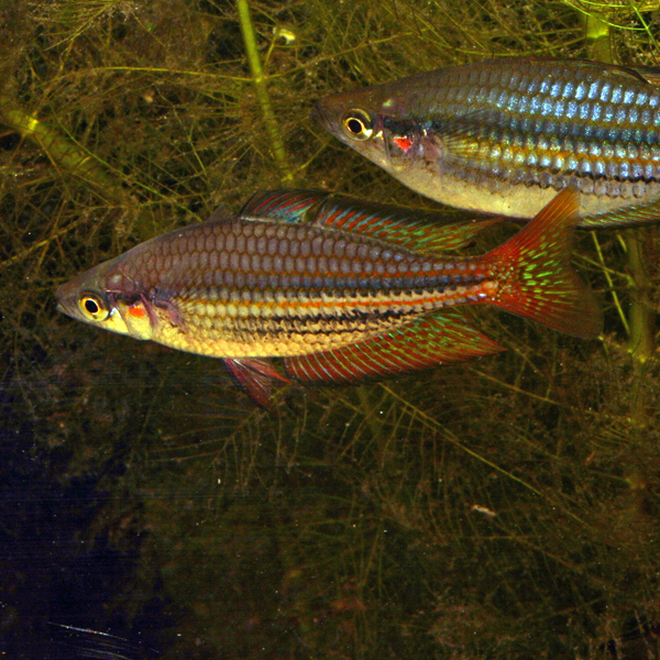 AQUAGREEN Fact Sheet