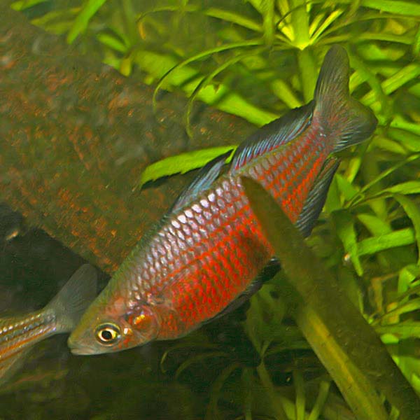 AQUAGREEN Fact Sheet