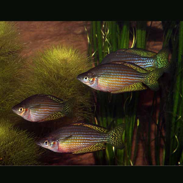 AQUAGREEN Fact Sheet