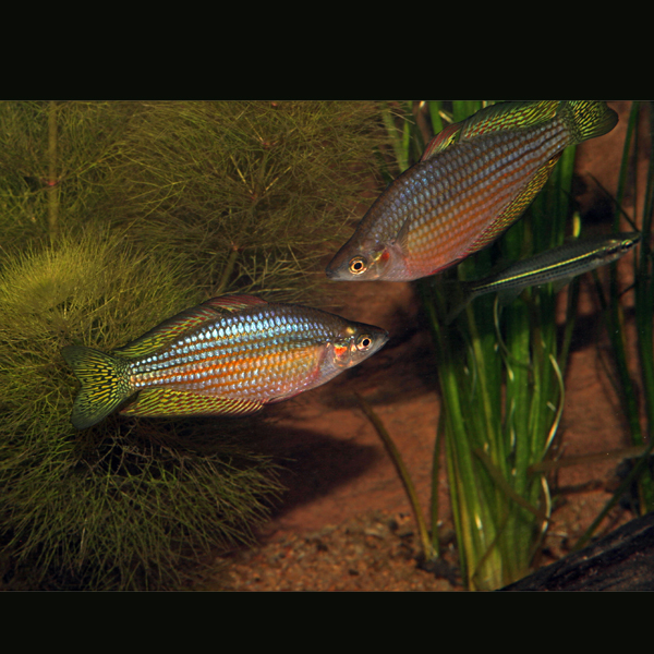 AQUAGREEN Fact Sheet